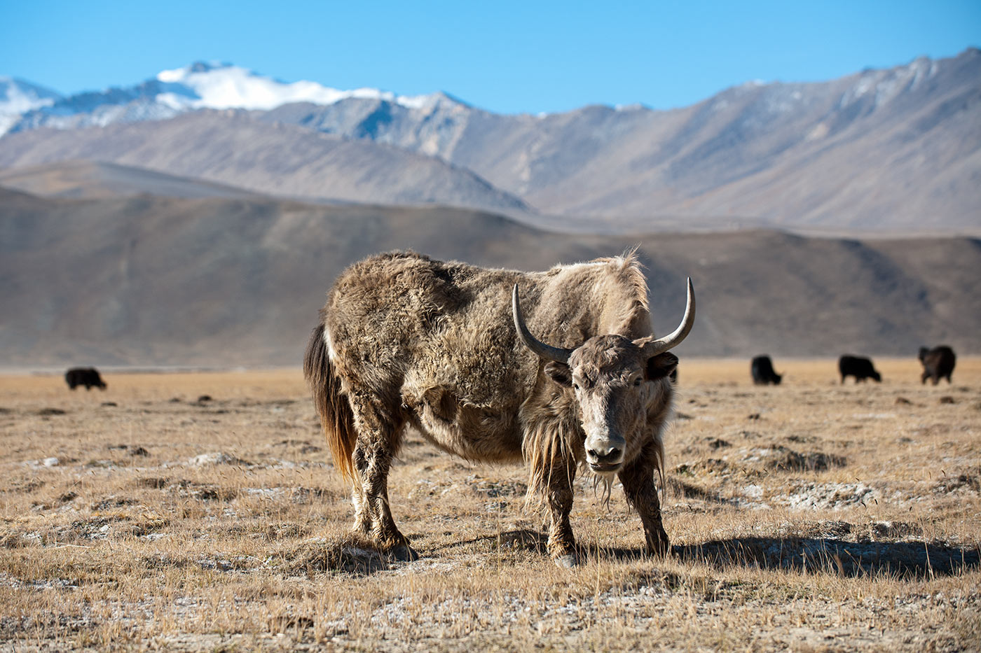 High plateau of Murghob - People and Plants
