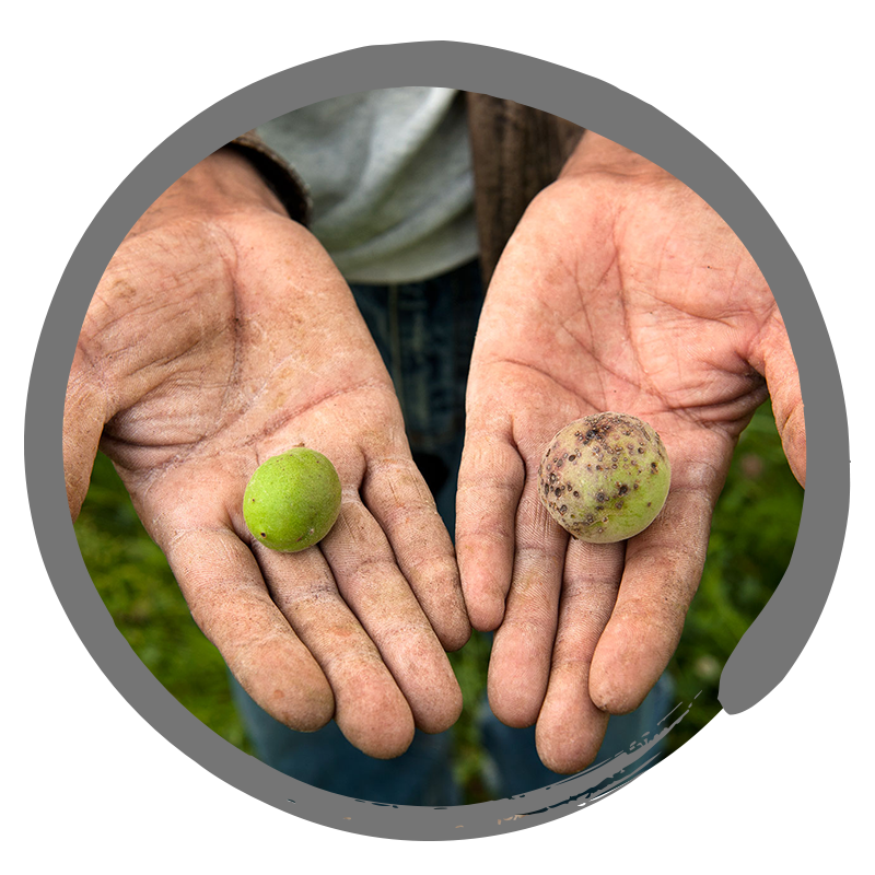 Apricot In the ancient medicine - People and Plants